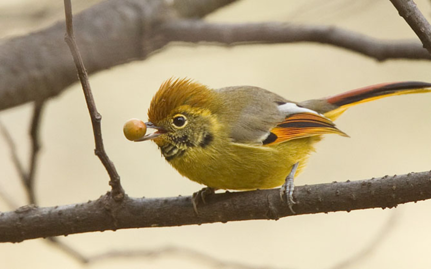 Biodiversity in China: Birds, Dams, and People | Descrier News