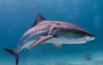 Fossil discovery shows model for evolution of sharks | Descrier News