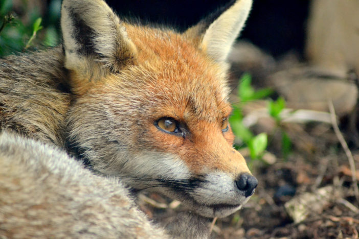 Viral photograph of fox queueing at east London cash point is art ...
