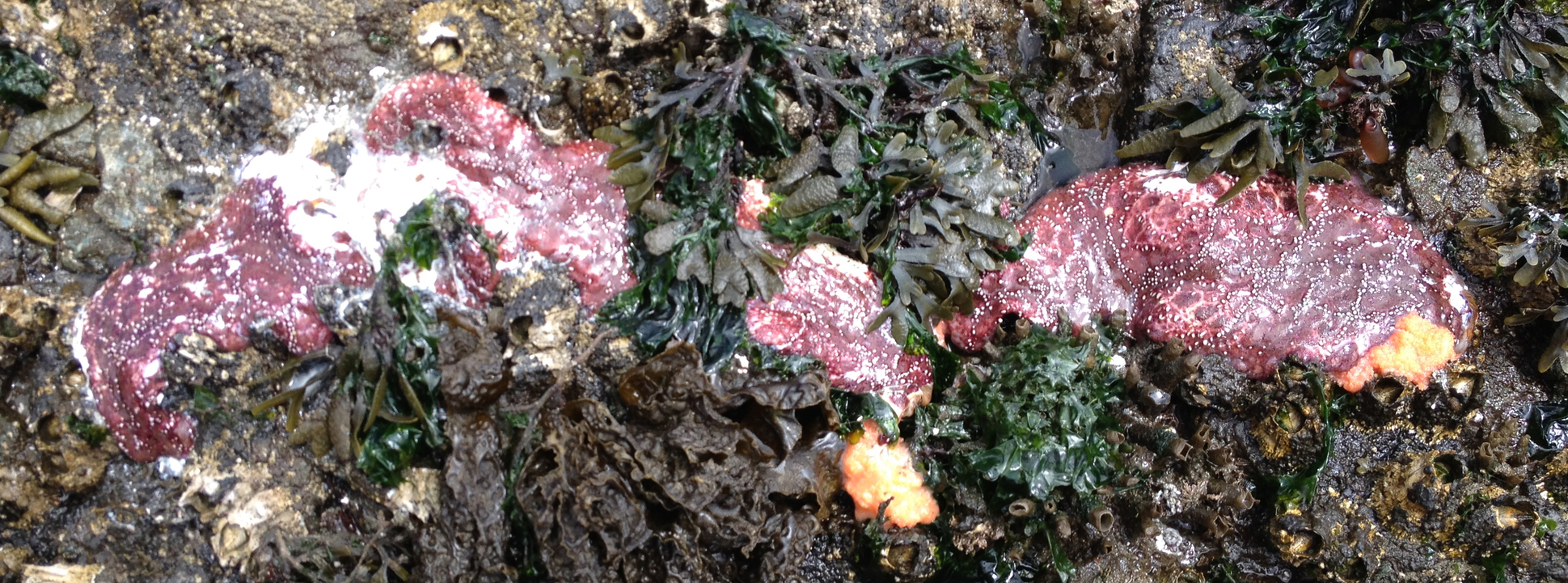 Scientists identify mystery virus that turned millions of starfish into ...