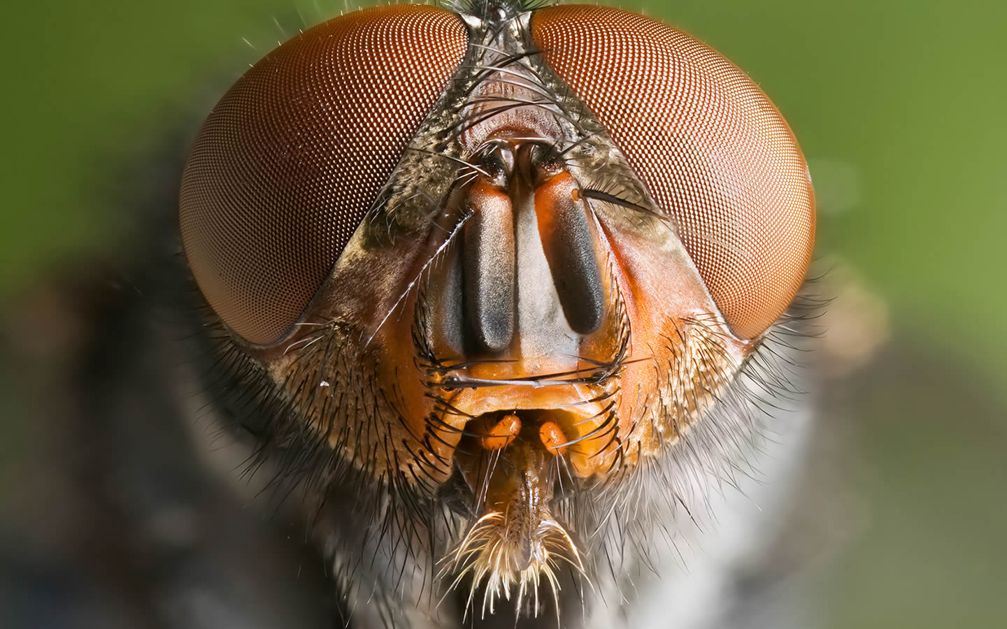 Next blockbuster drug may be found inside an insect | Descrier News